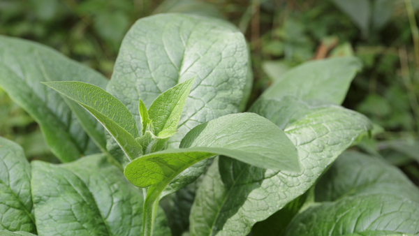 Comfrey Plant Benefits: The “Miracle Plant” You & Your Garden Need ...