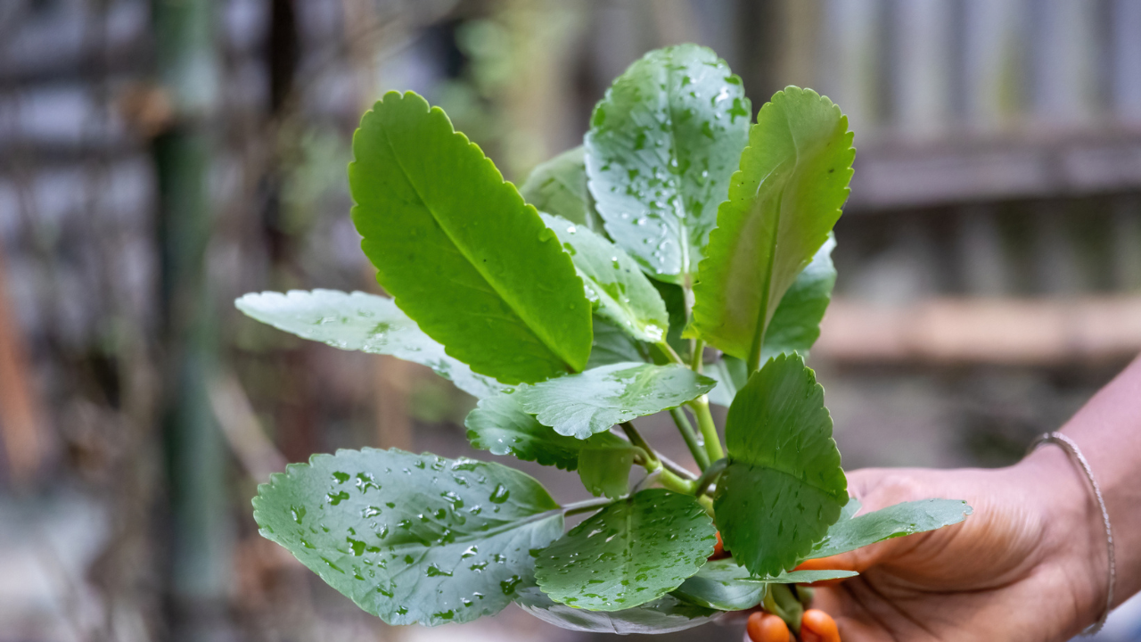 Leaf of Life Plant Benefits: Why This Miracle Plant is a Favorite to G ...